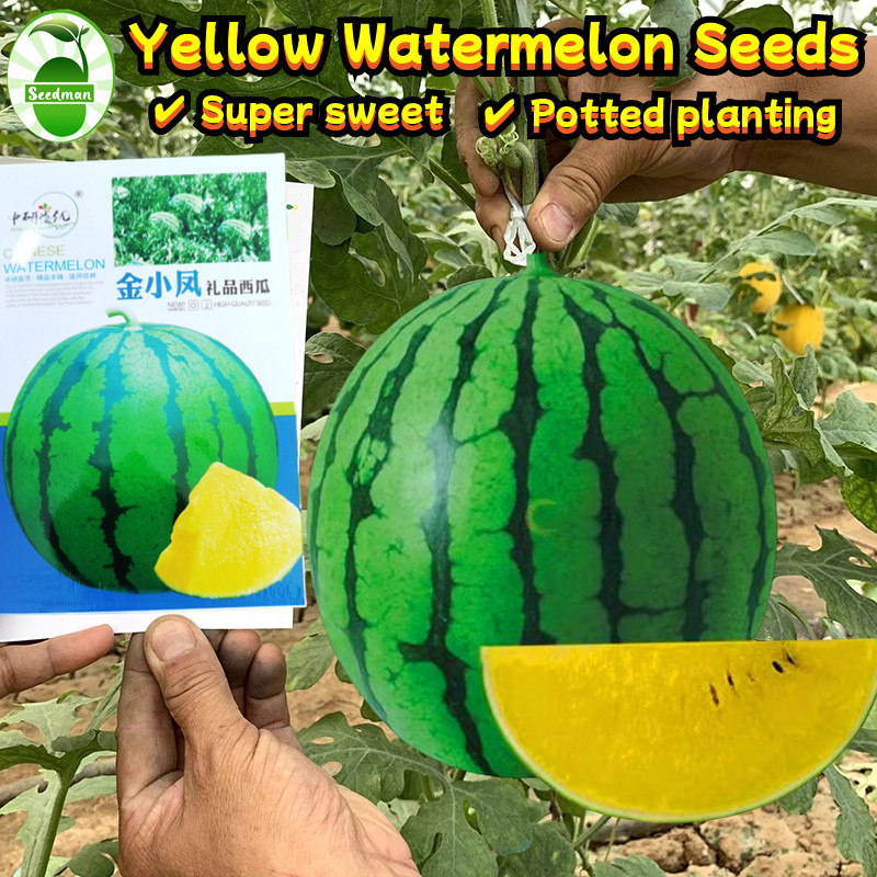 20 Seeds/pack Sweet Juicy Yellow Watermelon Seeds for Sale Edible ...