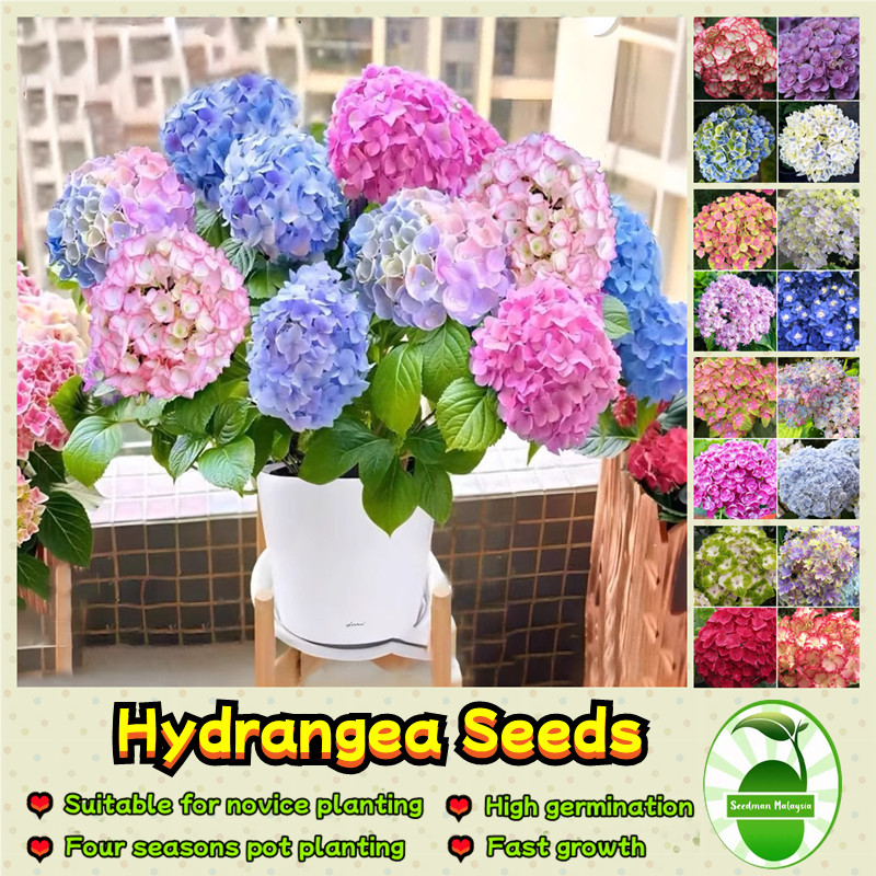 45 Seeds/pack Hydrangea Seeds Assorted Hydrangea Flower Seeds Bonsai Flower Plant Seed Wedding ...