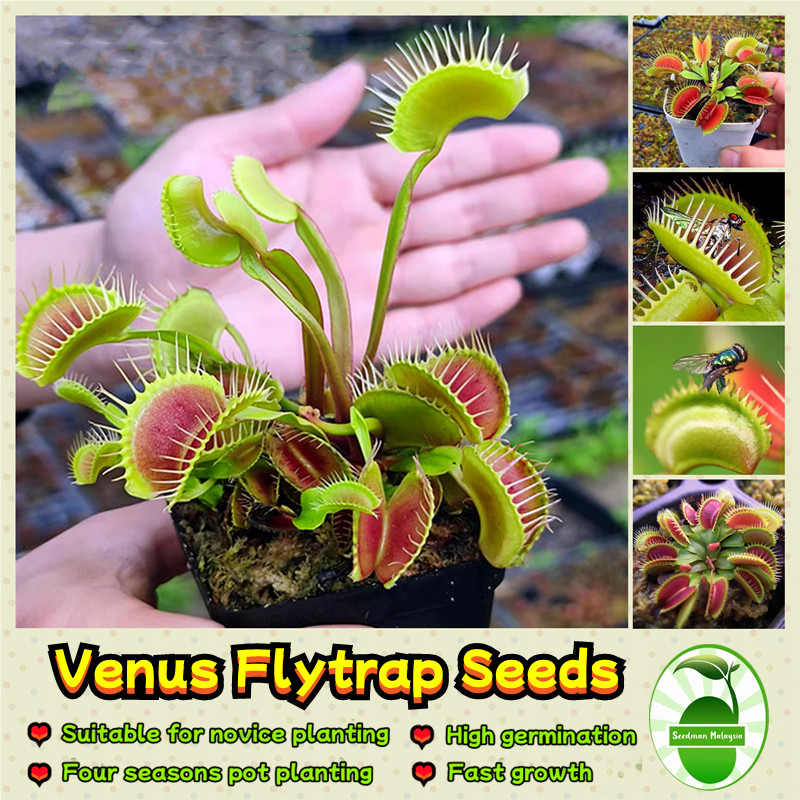 45 Seeds/pack Bonsai Venus Flytrap Seeds Carnivorous Plants Seeds Fun Succulents Mosquito ...