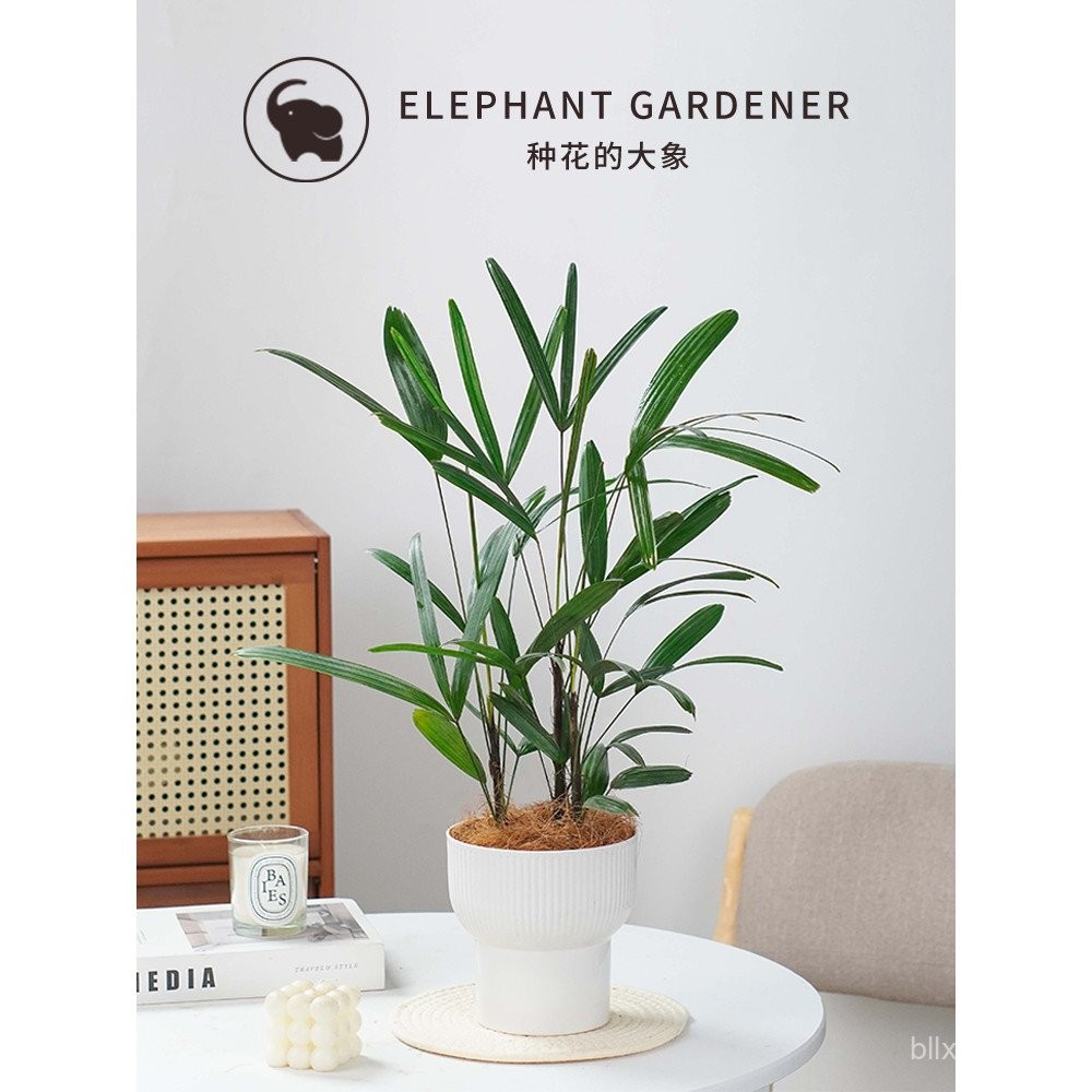 Tumbuhan Hijau Dalaman Buluh Kelapa Gajah dengan Akar, Pasu dan Pasu ...