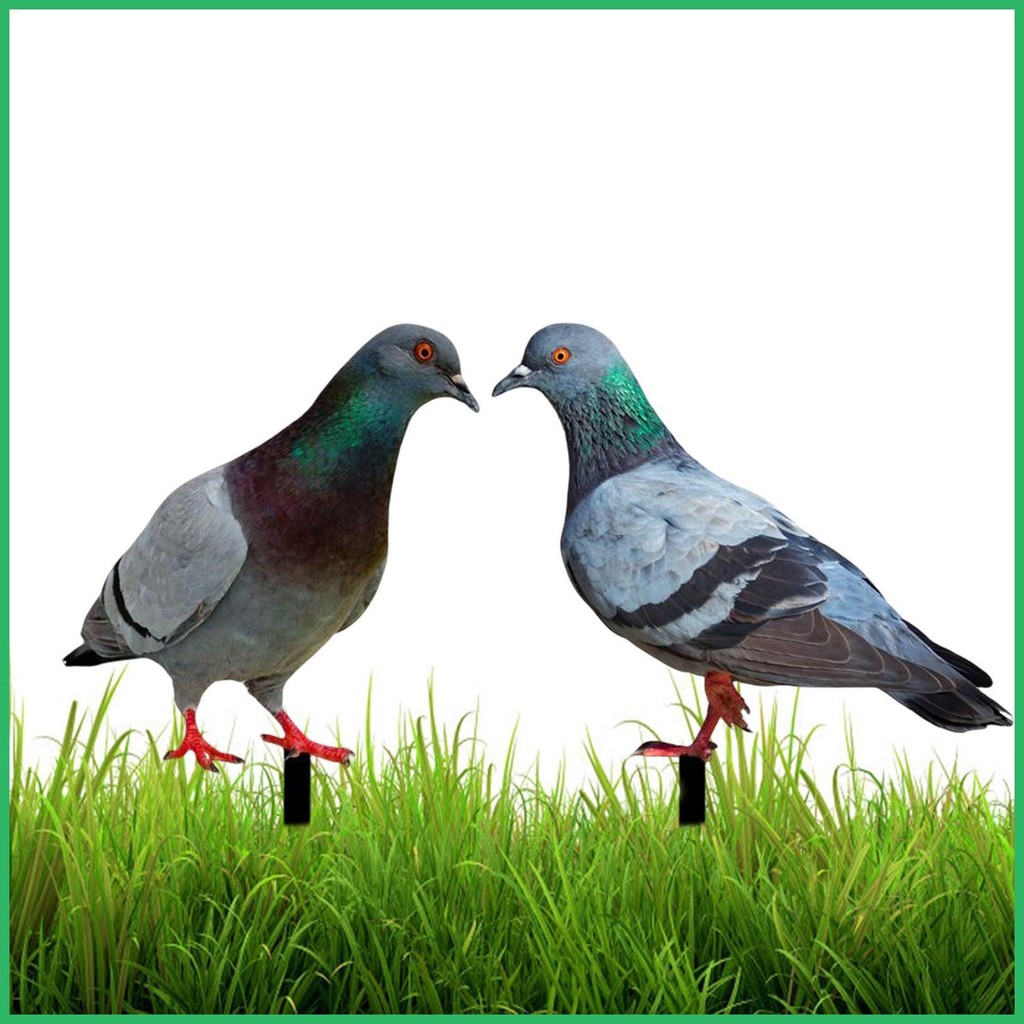 Fake Pigeons 2X Acrylic Realistic Pigeon Model Simulation Home ...
