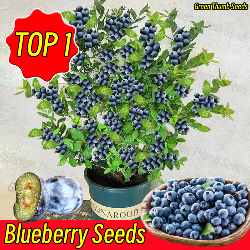 Bonsai Blueberry Seeds for Planting 30seeds Edible Dwarf Blueberry ...