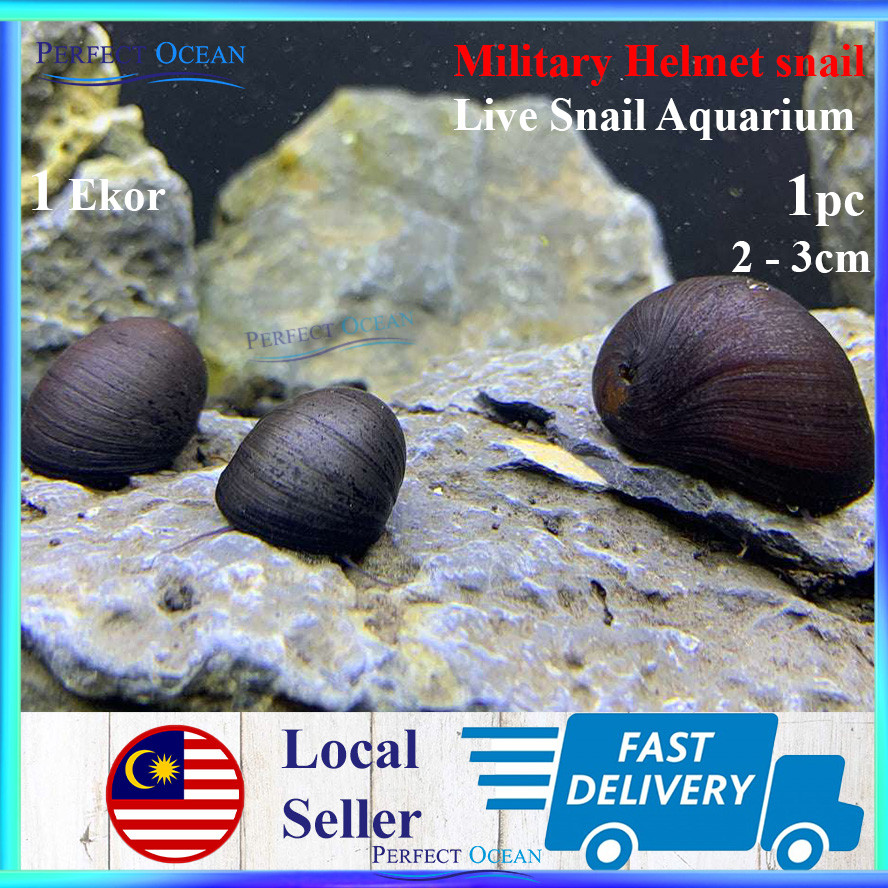 Military Helmet Snail Nerite Live Snail Aquarium Algae Eater Satu Ekor ...