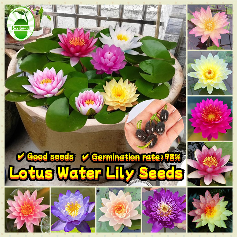 20Seeds/pack Rainbow Lotus Water Lily Seeds for Planting Garden Decor ...