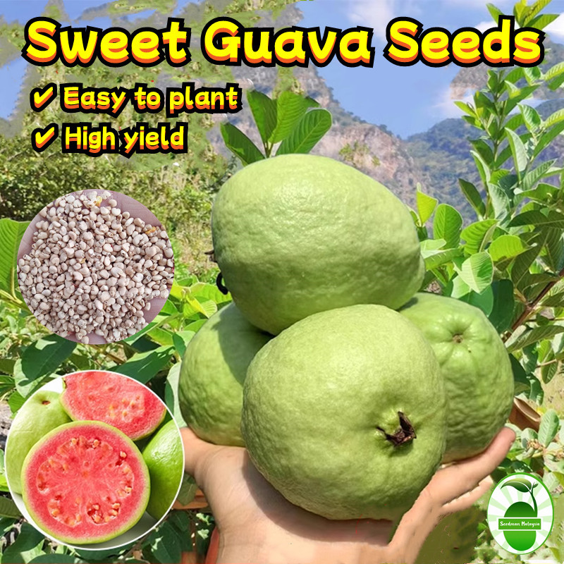 100 Seeds/pack Sweet Guava Seeds for Planting Biji Benih Jambu Benih ...