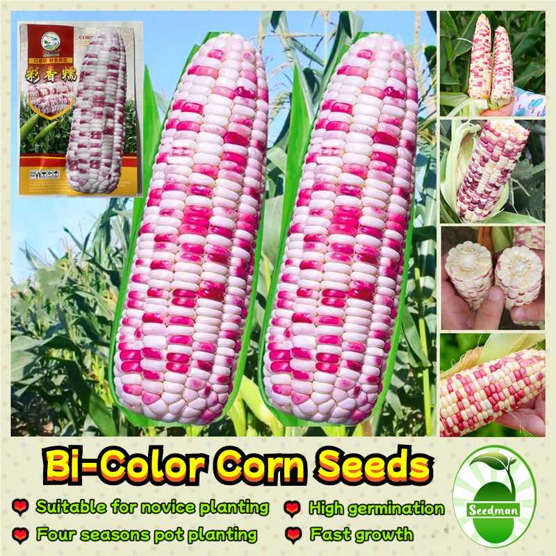 35Seeds/pack Sweet Glutinous Bi-Color Corn Seeds for Sale Benih Jagung ...
