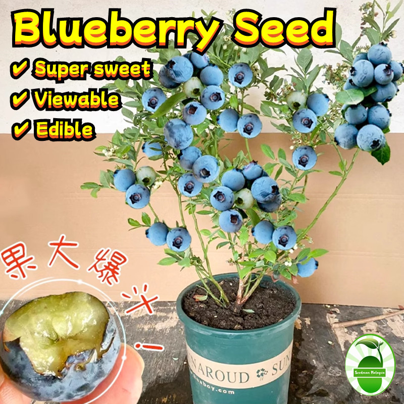 30 Seeds/pack Dwarf Blueberry Fruit Seeds for Sale Sweet Blueberry ...
