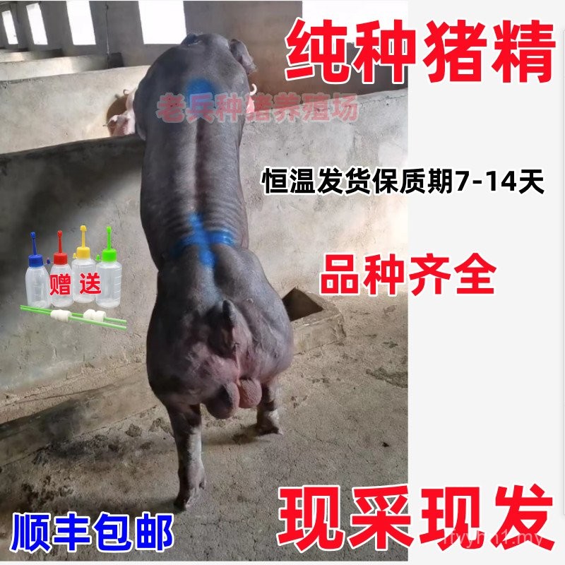 Air Mani Babi Baka Tulen Air Mani Babi Duroc Su Taihu Changbai Dabai ...
