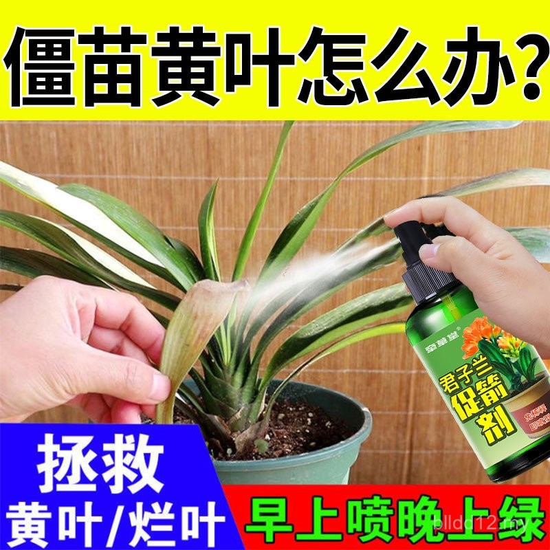 Clivia Yellow Leaf Penyakit Akar Orkid Promoter Anak Benih Penyelesaian ...