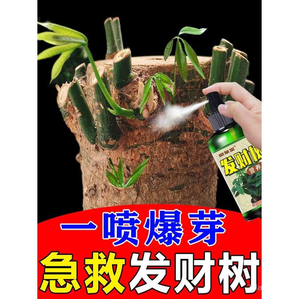 Penyelesaian Nutrien Pokok Wang Daun Anti-Kuning, Daun Mati, Reput Akar ...