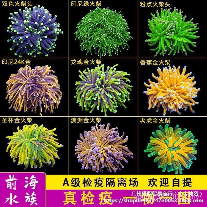 Torch Base Australian Coral Living Golden Grail Indonesia Match Head ...