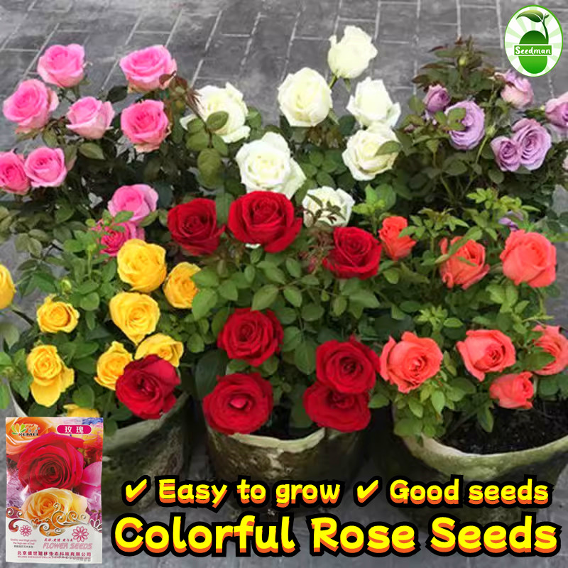 5 Seeds/pack Biji Benih Bunga Mawar Rose Flower Seeds for Planting ...