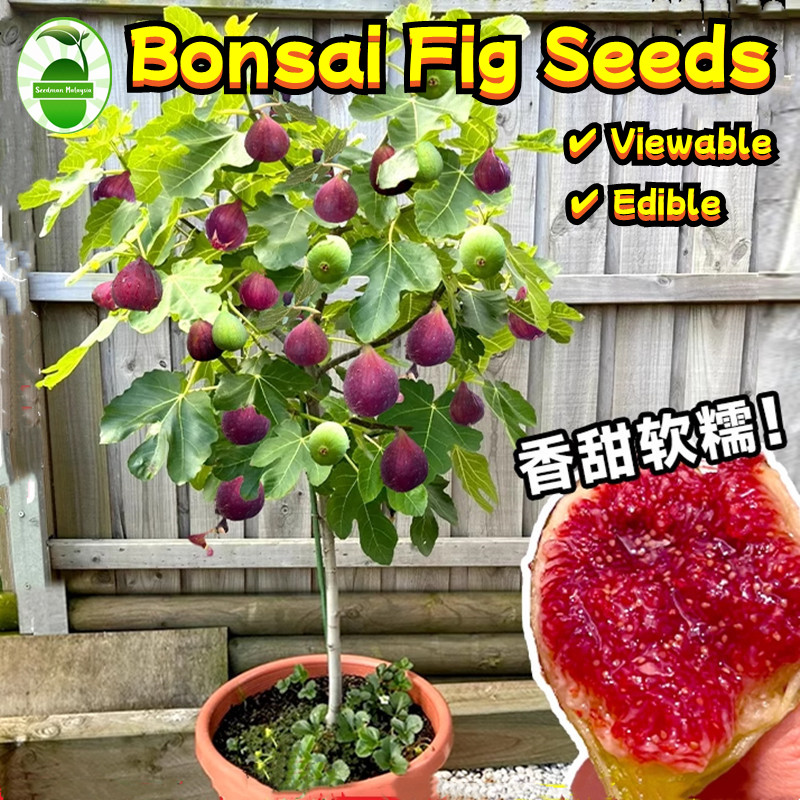 200 Seeds/pack Dwarf Fig Fruit Seeds for Sale Sweet Fig Seeds Tropical ...