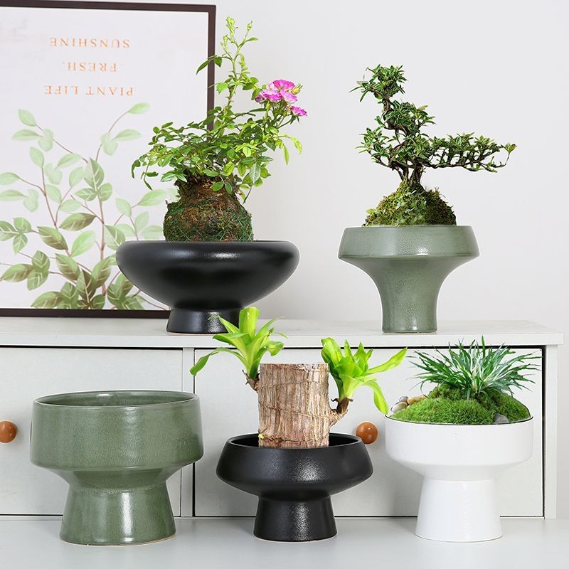 HCIL [Zen Bonsai] Zen Moss Ball Brazil Wood Special Pot Desktop Micro ...