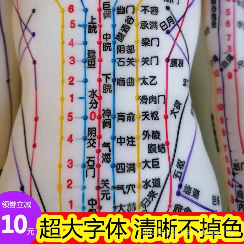 Human Acupuncture Model Human Meridian Acupuncture Points Traditional ...