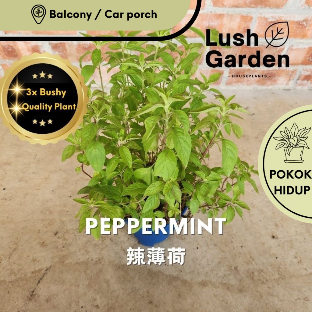 Peppermint / Pepper Mint 辣薄荷 Anak Pokok Hidup Herb Herbs Live Plant [Lush Garden] | Shopee Malaysia