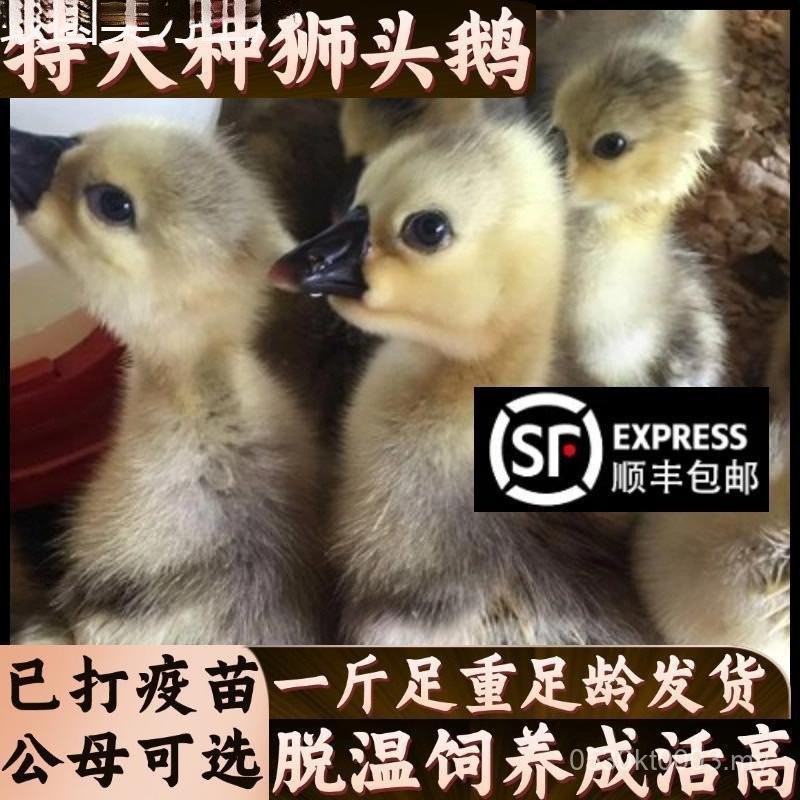 Species Large Species Lion Head Goose Authentic Half Catty 0.5kg Goose ...