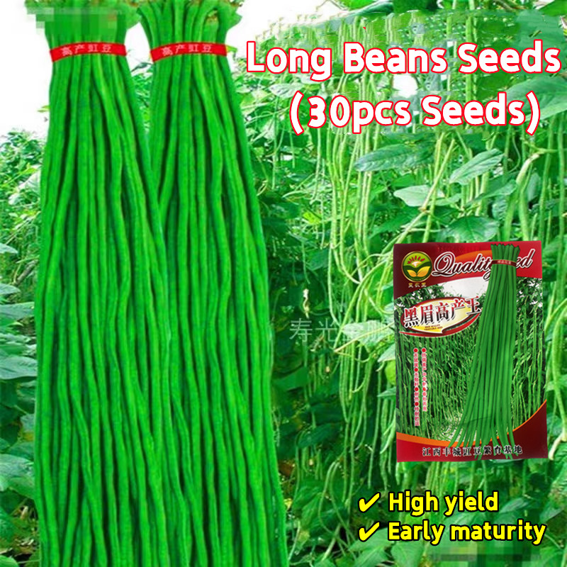 100% Original Cowpea Seed High Yield Green Long Beans Seeds (30pcs ...