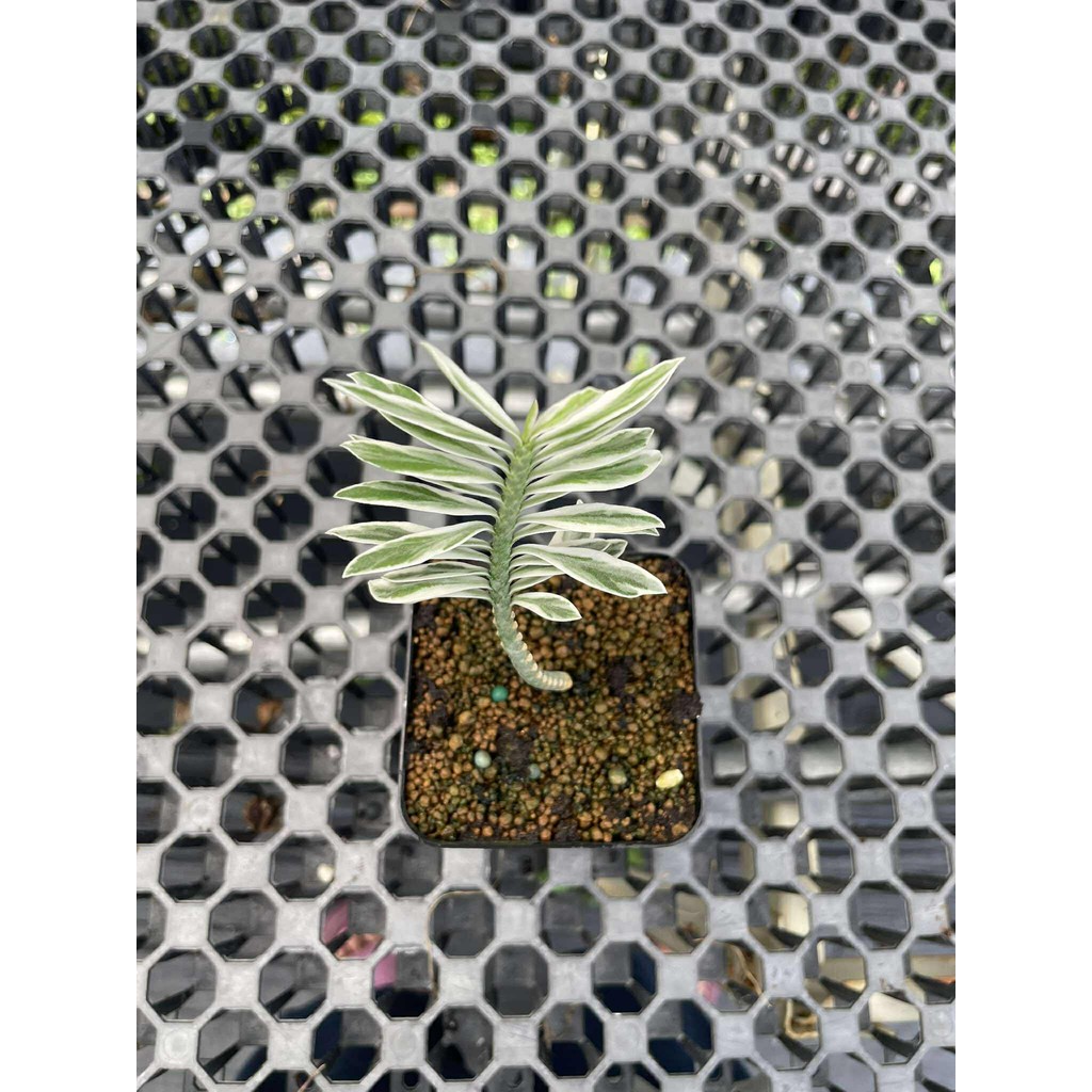 Euphorbia tithymaloides variegata dwarf succulent | Shopee Malaysia