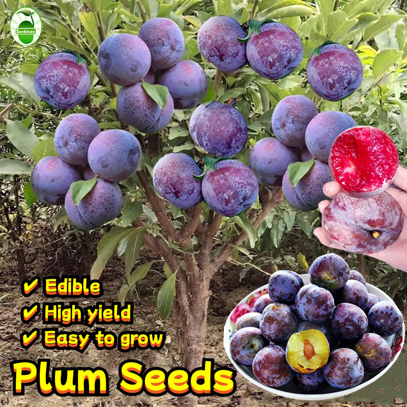8Seeds/pack Dwarf Plum Seeds for Sale Sweet Plum Fruit Seeds Edible ...
