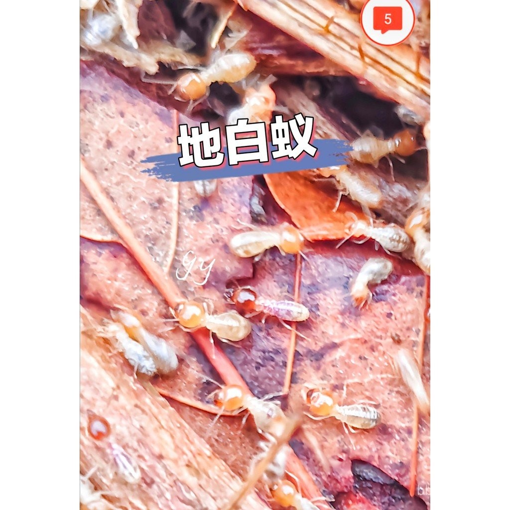 Earth Termite Black-Winged Termite Monopoly Taiwan Milk Termite Chicken ...
