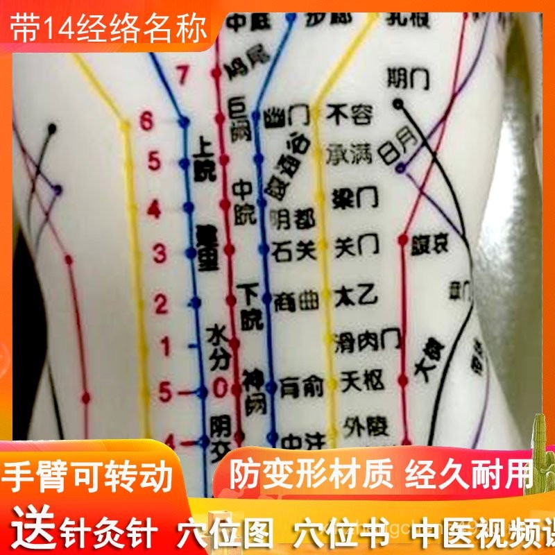 Traditional Chinese Medicine Acupuncture Acupuncture Points Human Body ...