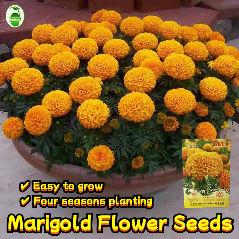 10 Seeds/pack Benih Bunga Tahi Ayam Marigold Seeds Flowering Plants ...