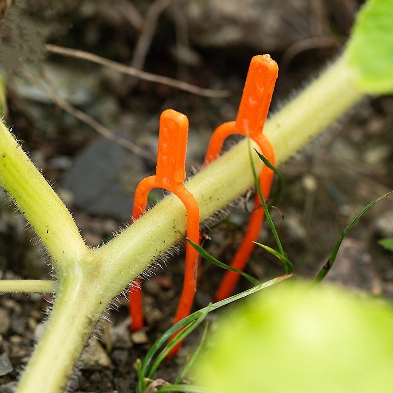 Plant clamp Plant fix clip Agriculture Strawberry Fork Plant Clip ...