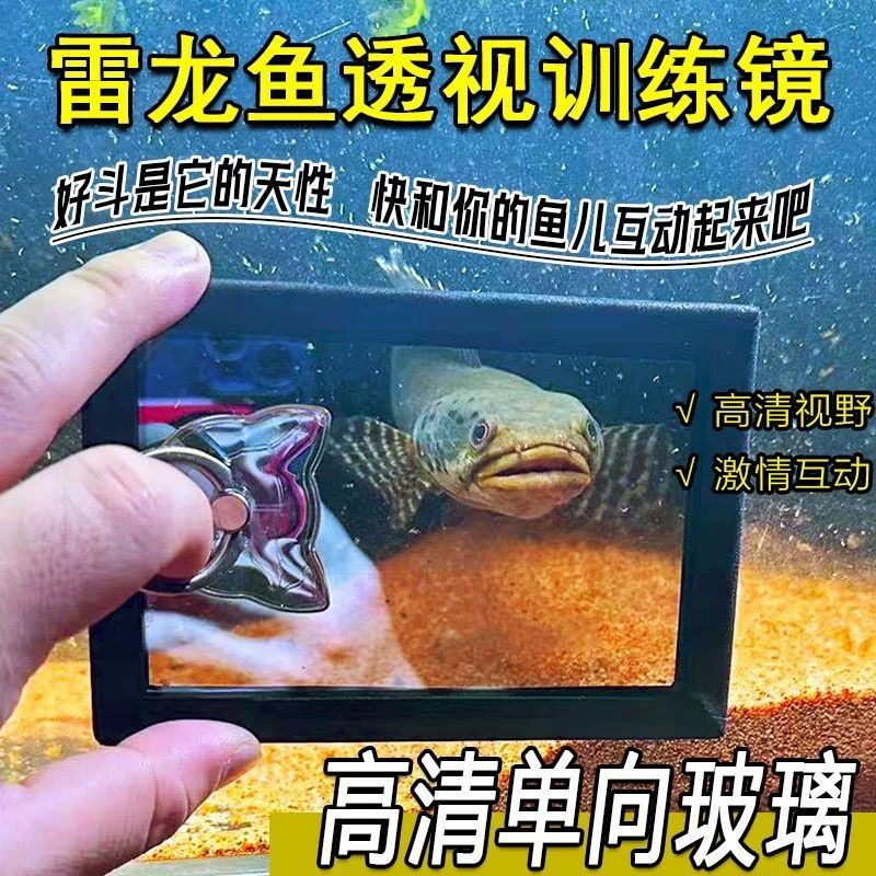 Stick Betta Channa Flare Cermin Ikan Laga READY STOCK 雷龙鱼 专用 训鱼镜透视 D5 ...