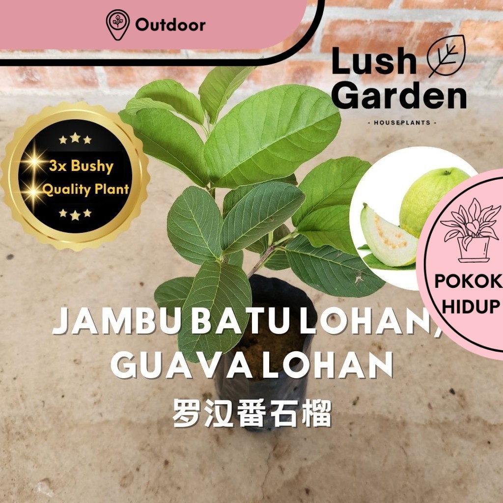 Anak Pokok Jambu Batu Lohan / Guava Lohan 罗汉番石榴 Anak Pokok Hidup Buah ...