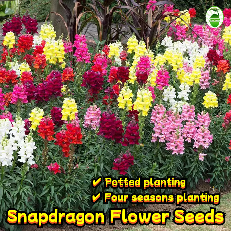 200 pcs/pack Multicolor Snapdragon Flower Seeds for Sale Benih Pokok ...