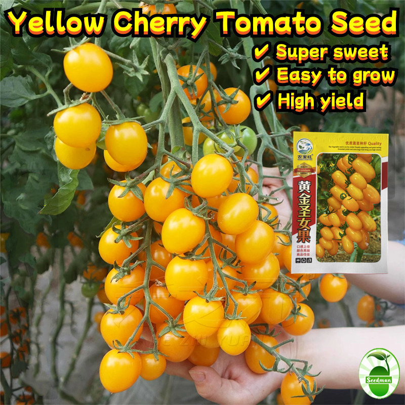 300 Seeds/pack High Yield Yellow Cherry Tomato Seeds Biji Benih Tomato ...