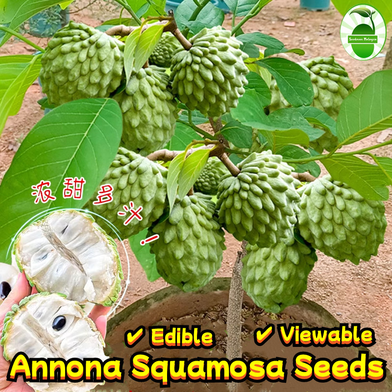 10 Seeds/pack Fresh Custard Apple Annona Squamosa Seeds Biji Benih Buah ...