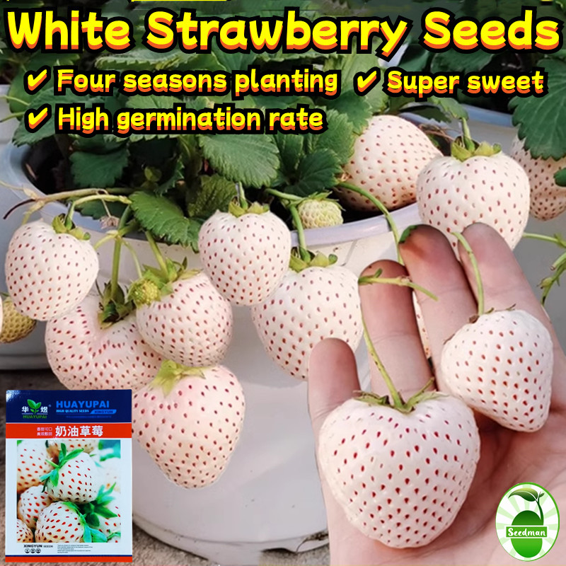 100 Seeds/pack Super Sweet White Strawberry Seeds Biji Benih Strawberry ...