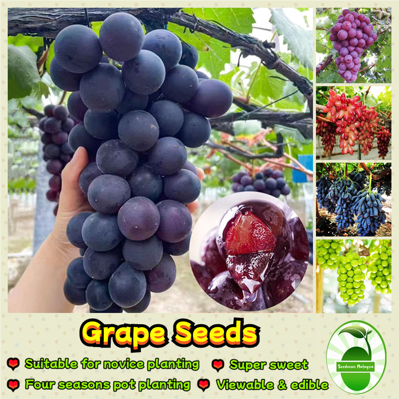 80pcs/pack Dwarf Grape Fruit Seeds for Sale Benih Anggur Manis Sweet ...