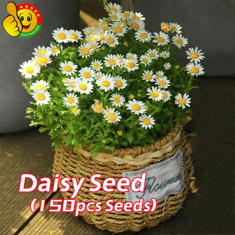 100% Original Mixed Bonsai Daisy Seeds for Planting (150pcs Seeds ...