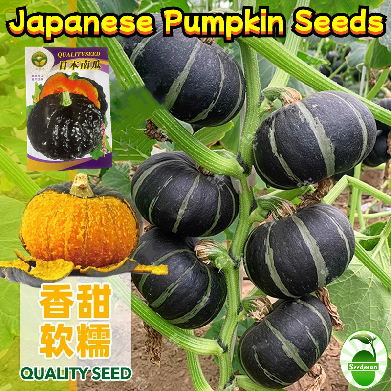 20 Seeds/pack High Yield Japanese Pumpkin Seeds Benih Labu Jepun Sweet ...
