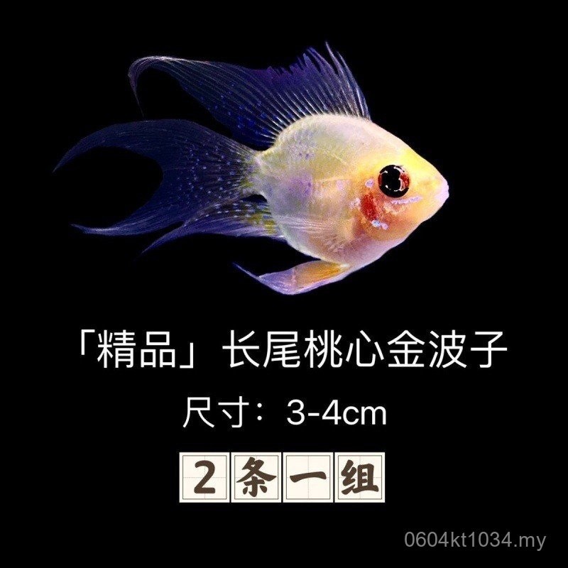 Dutch Ornamental Fish Wave Phoenix Long-Tailed Avan Fish Ball Sapphire ...