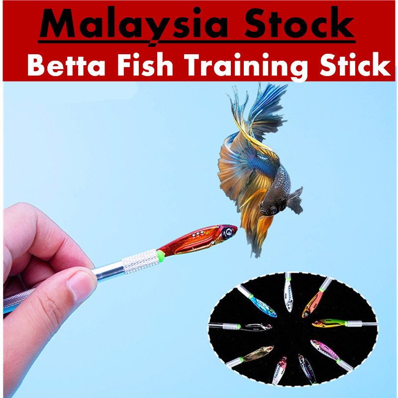 LOCAL STOCK || Betta Stick Betta Fish Training Flare Stick Mainan Ikan ...