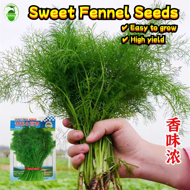 500 Seeds/pack High Yield Sweet Fennel Seeds Biji Benih Daun Dill Adas ...