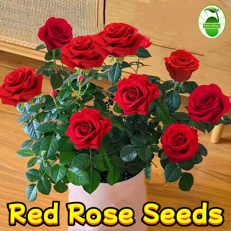 100 Seeds/pack Red Rose Seeds for Sale Benih Bunga Mawar Merah Red Rose ...
