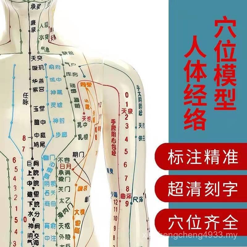 Acupuncture Acupuncture Acupuncture Body Model Human Body Acupuncture ...