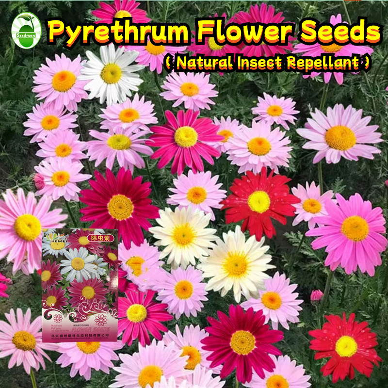 10 pcs/pack Pyrethrum Flower Seeds Benih Pokok Bunga Halau Nyamuk ...