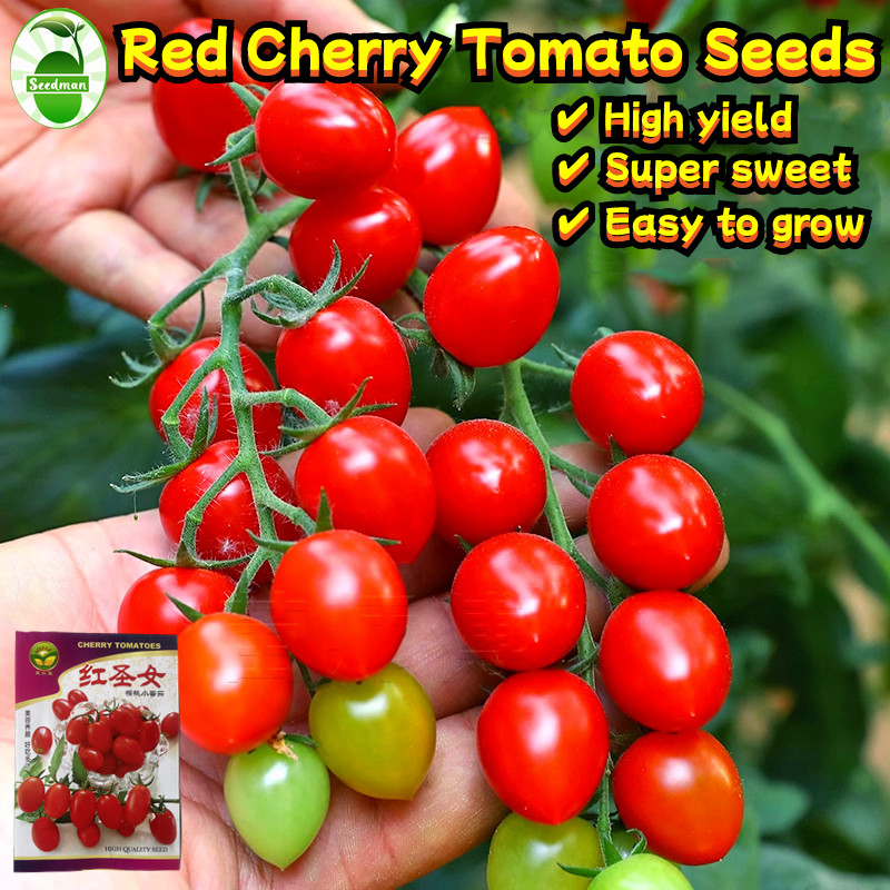 300 Seeds/pack High Yield Red Cherry Tomato Seeds Biji Benih Tomato Ceri Ruby Heirloom Risen ...