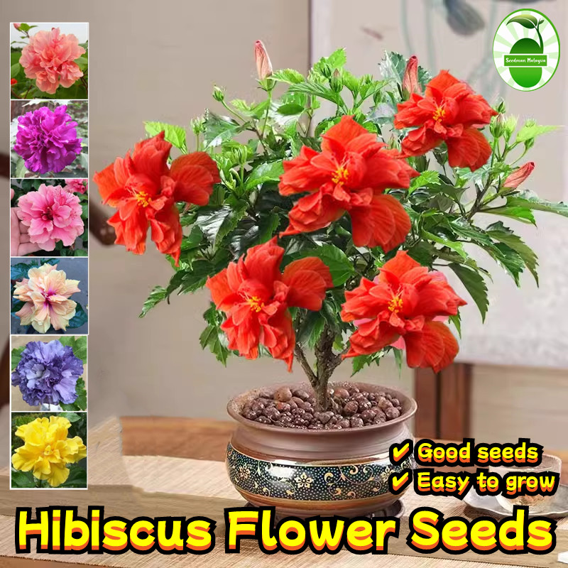 80pcs/pack Mixed Color Hibiscus Seeds for Sale Biji Benih Bunga Raya ...