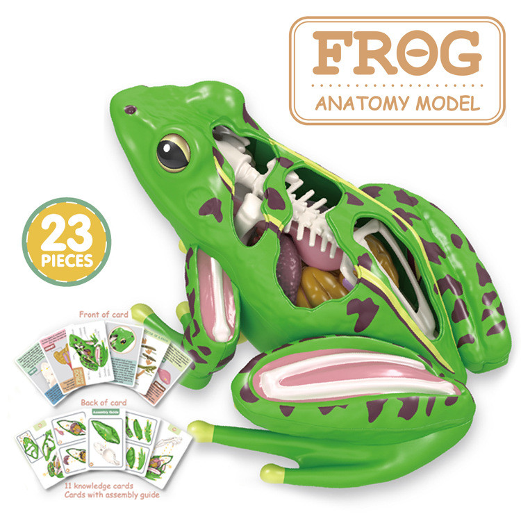 STEM Anatomical Frog 4D Model, Science Education Assembling Toys ...