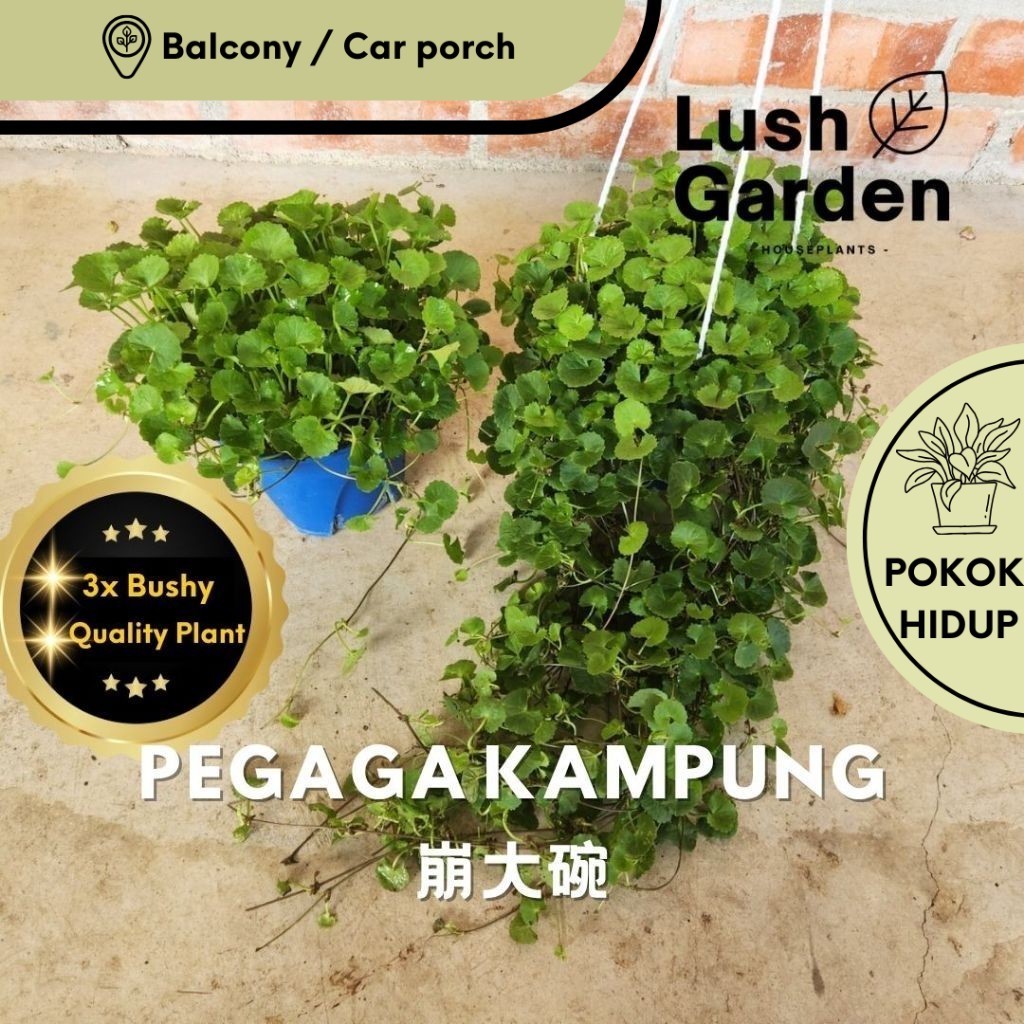 [Bushy] Pegaga Kampung / Pennywort 崩大碗 Anak Pokok Hidup Sayur Vegetable ...