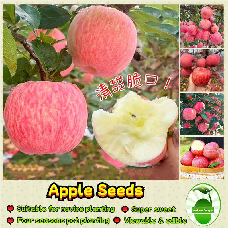 50 Seeds/pack Dwarf Apple Fruit Seeds Sweet Apple Seeds Benih Pokok Buah Biji Benih Buah Buahan ...