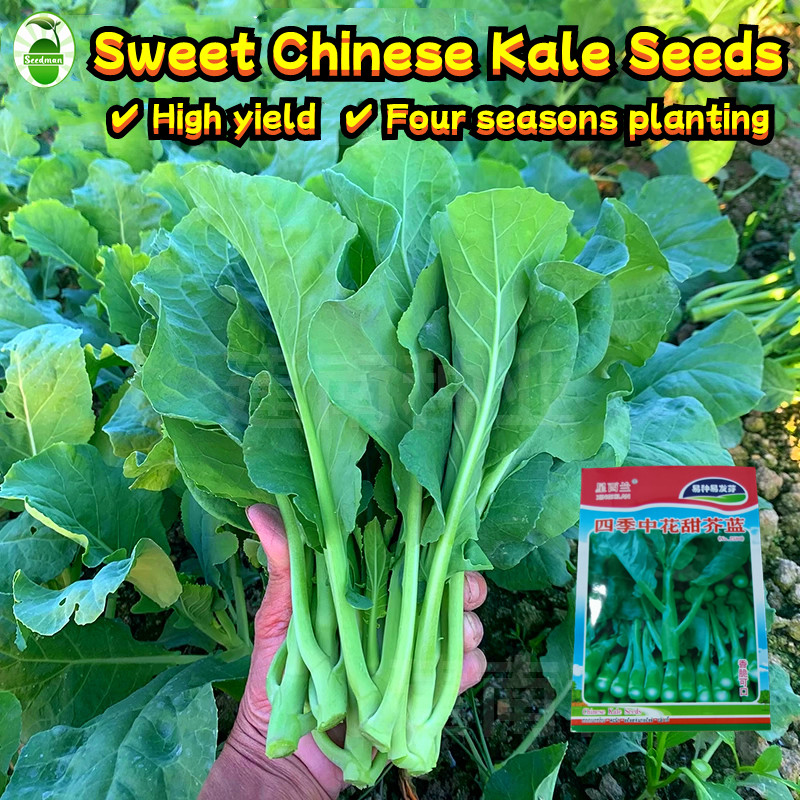 400 Seeds/pack High Yield Chinese Kale Seeds Kai Lan Benih Kai Lan Daun ...