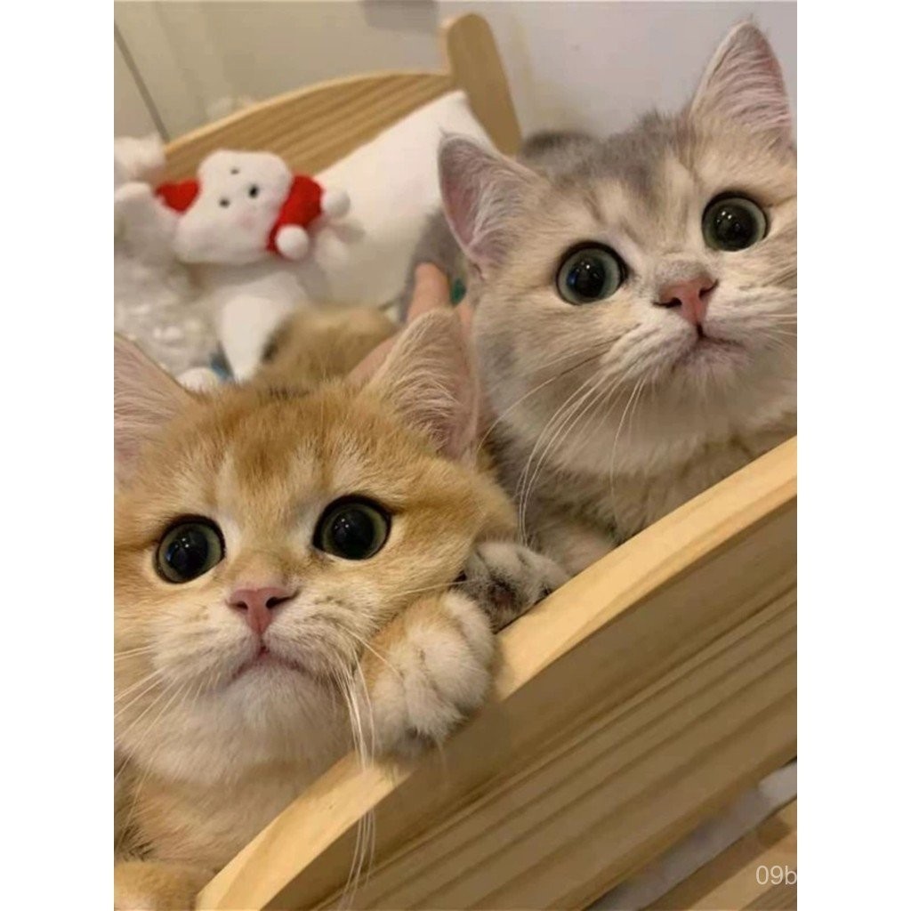 Berkelamin Emas Berlorek 25 Warna 11 Warna Anak Kucing Hidup Telinga ...